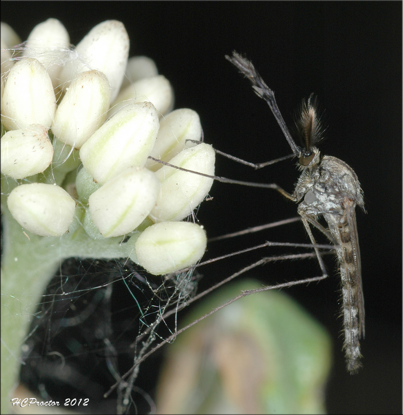 The Home Bug Garden: How to know a fly: Mozzies & Midges