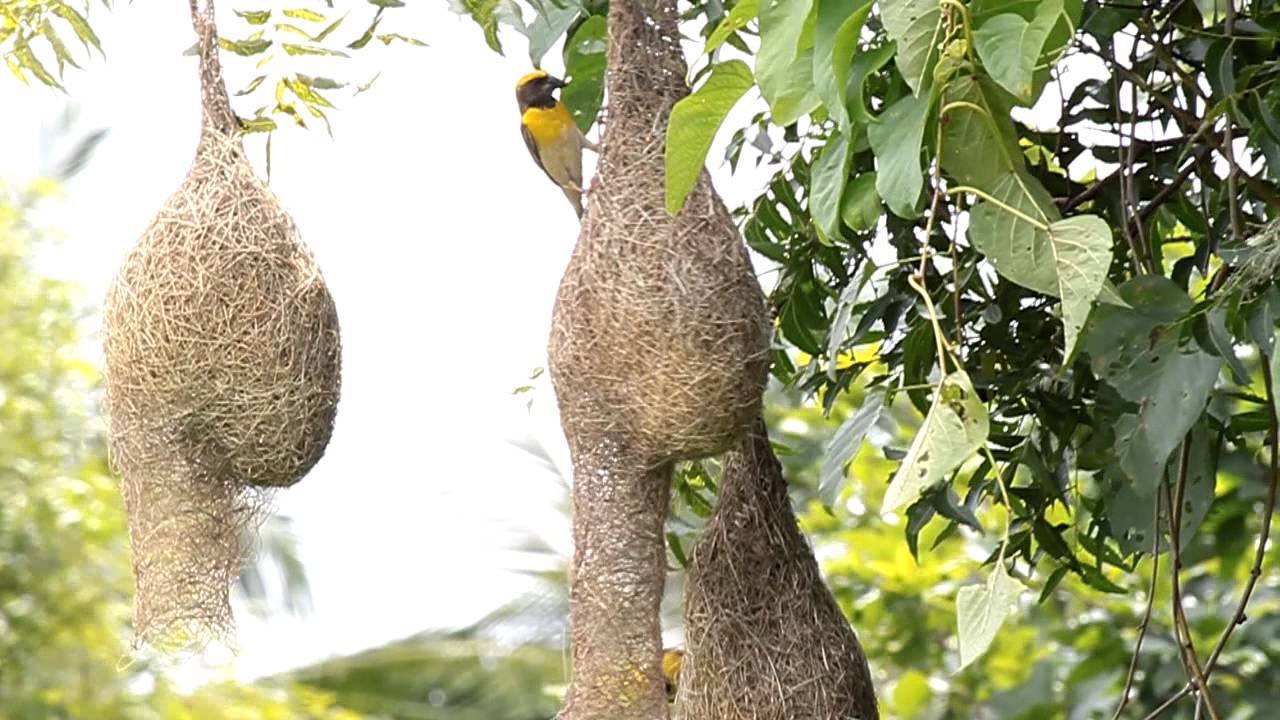 Bird In Everything Different Kinds Of Bird Nests bird-in-everything-different-kinds-of-bird-nests