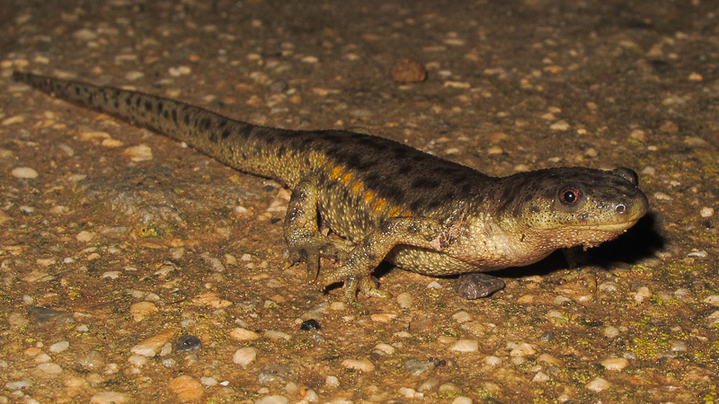 Cuaderno de Campo: Gallipato (Pleurodeles waltl)