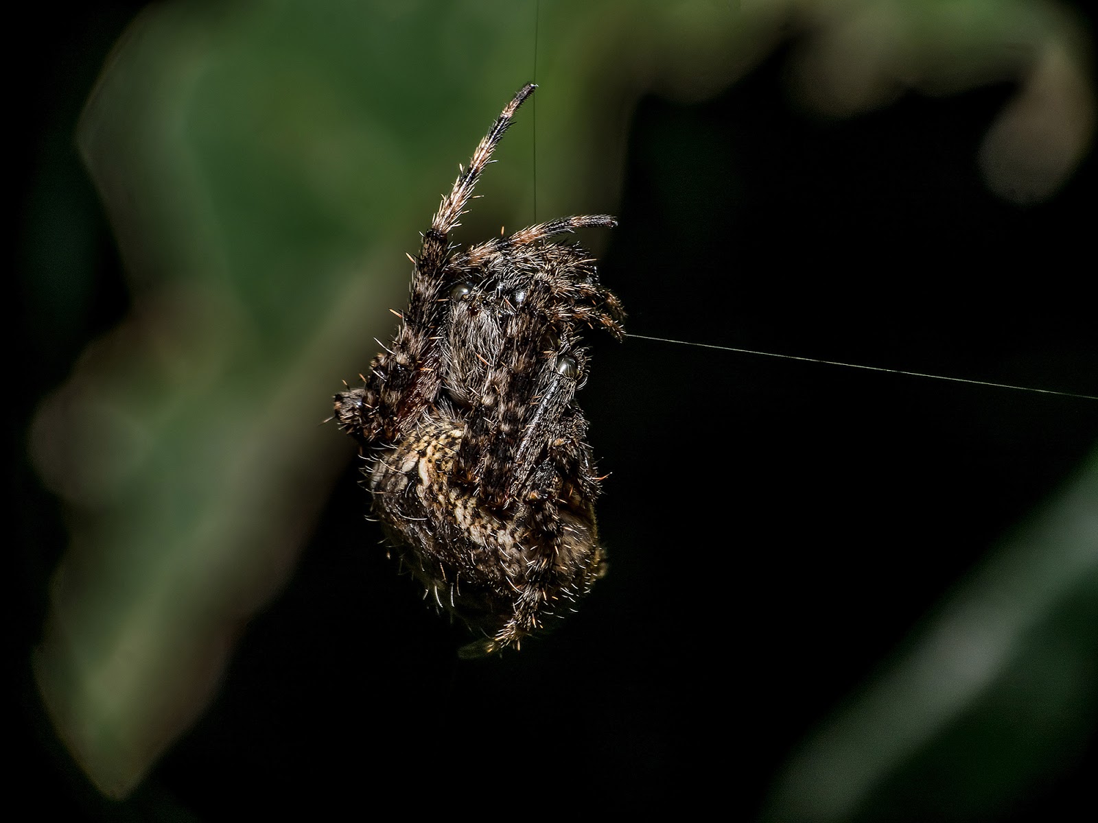 tower record: 特寫的茶色姬鬼蛛 Neoscona punctigera Doleschall, 1857 (Spider)