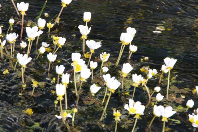 Viajeros Extraviados: Flores en el río