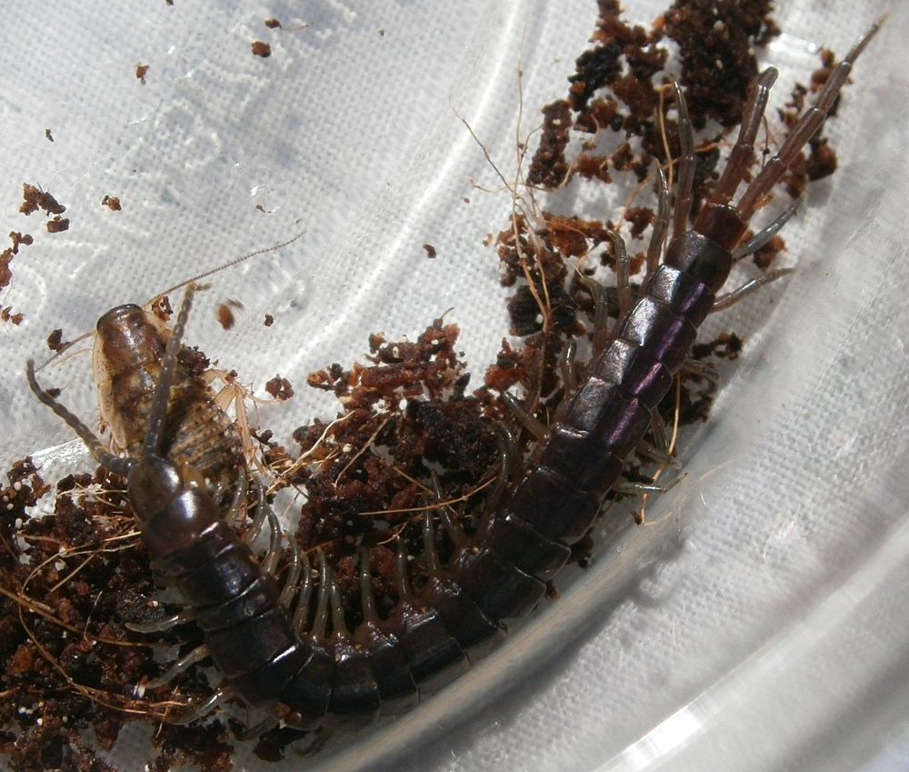 Rhysida sp. "Purple" | Arachnoboards