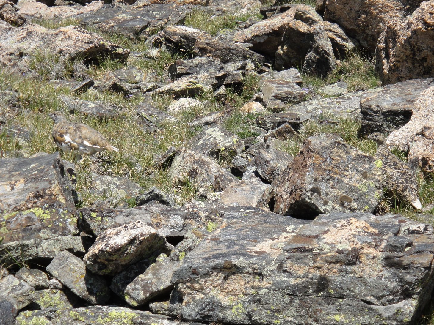 Hiking Rocky Mountain National Park: Mt. Meeker via Horse Creek Trailhead.