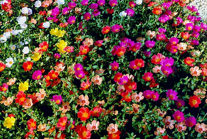 bradpetehoops: Purselane, Kulasiman, Gulasiman, Ulasimanpu