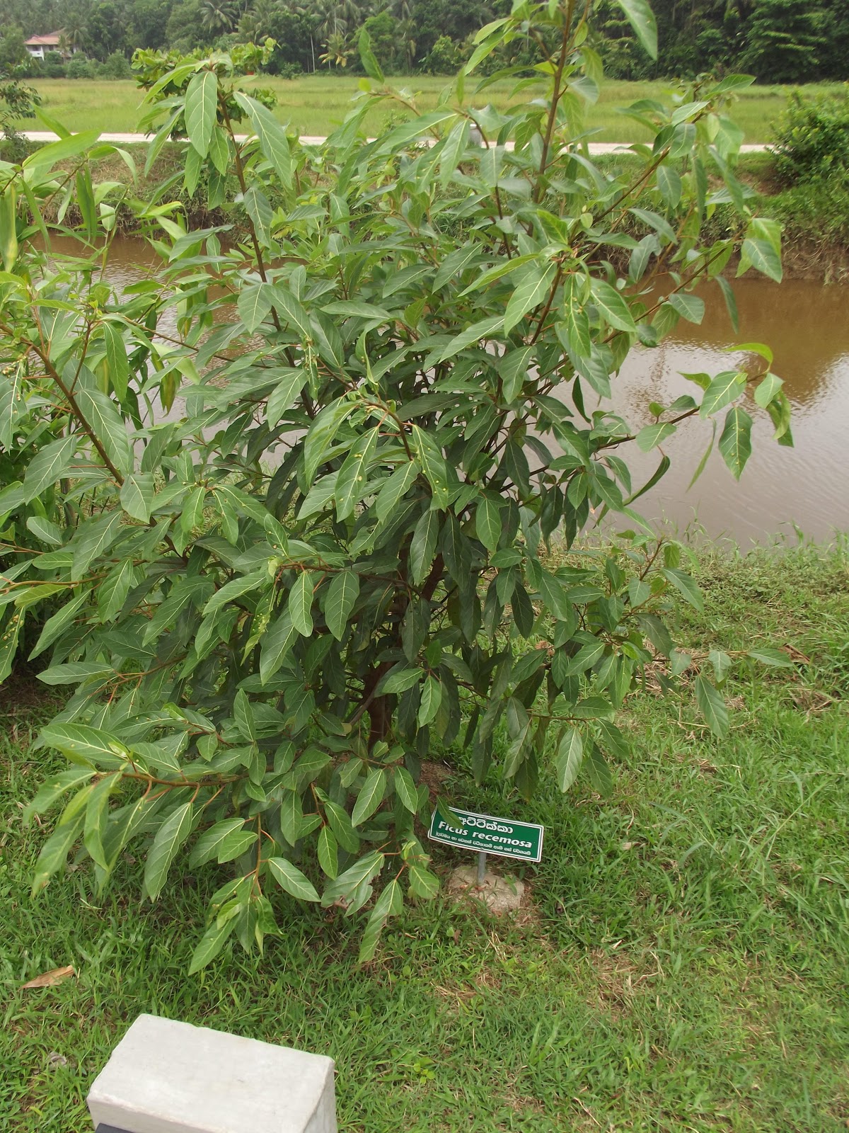 The Ceylon Times: Fig (Aththikka) Tree