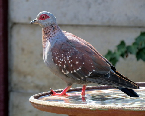 Speel-speel : kransduif