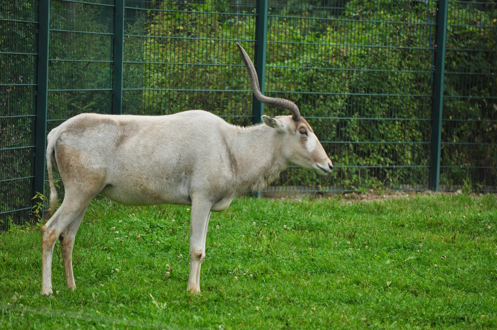 ZOOTOGRAFIANDO (MI COLECCIÓN DE FOTOS DE ANIMALES): ADDAX / ADDAX ...
