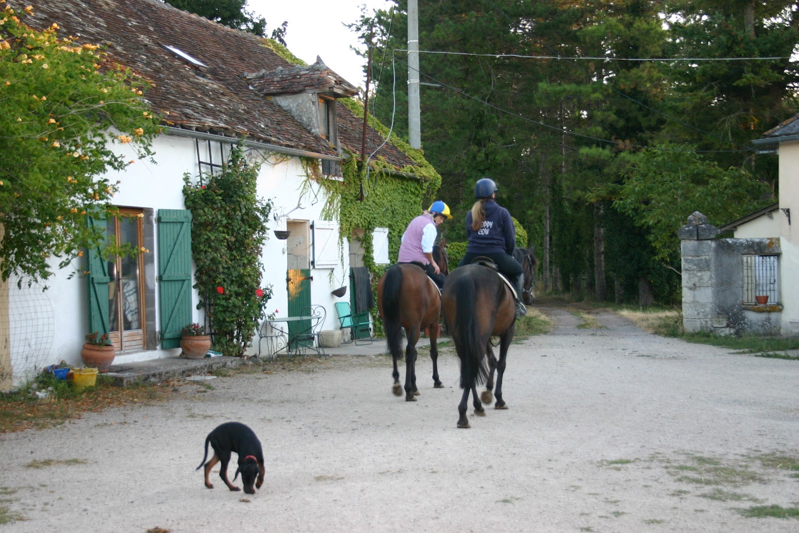 Retrained Retired Racehorses in the South East: Ellen Collinson ...