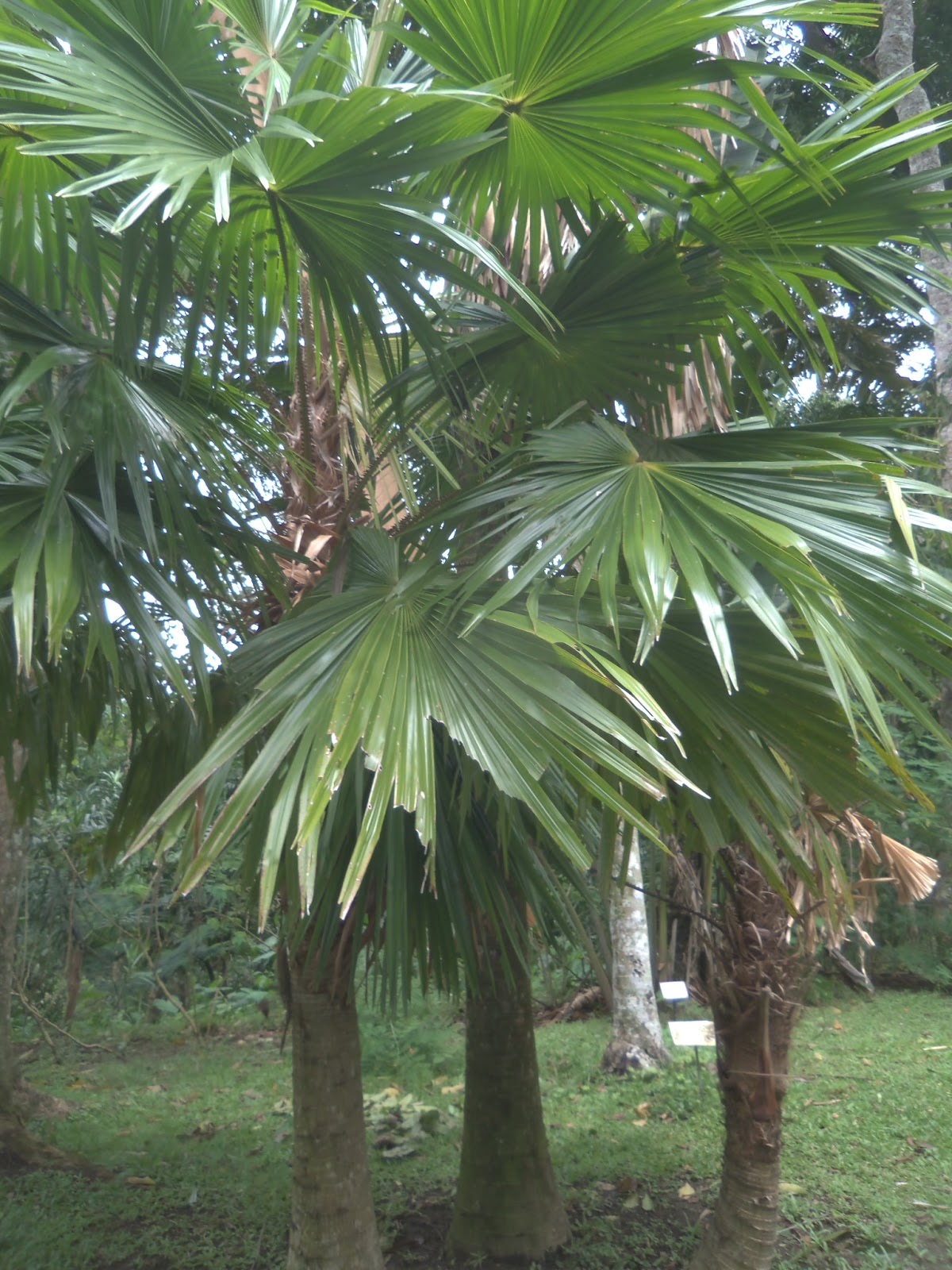 Plants and their uses