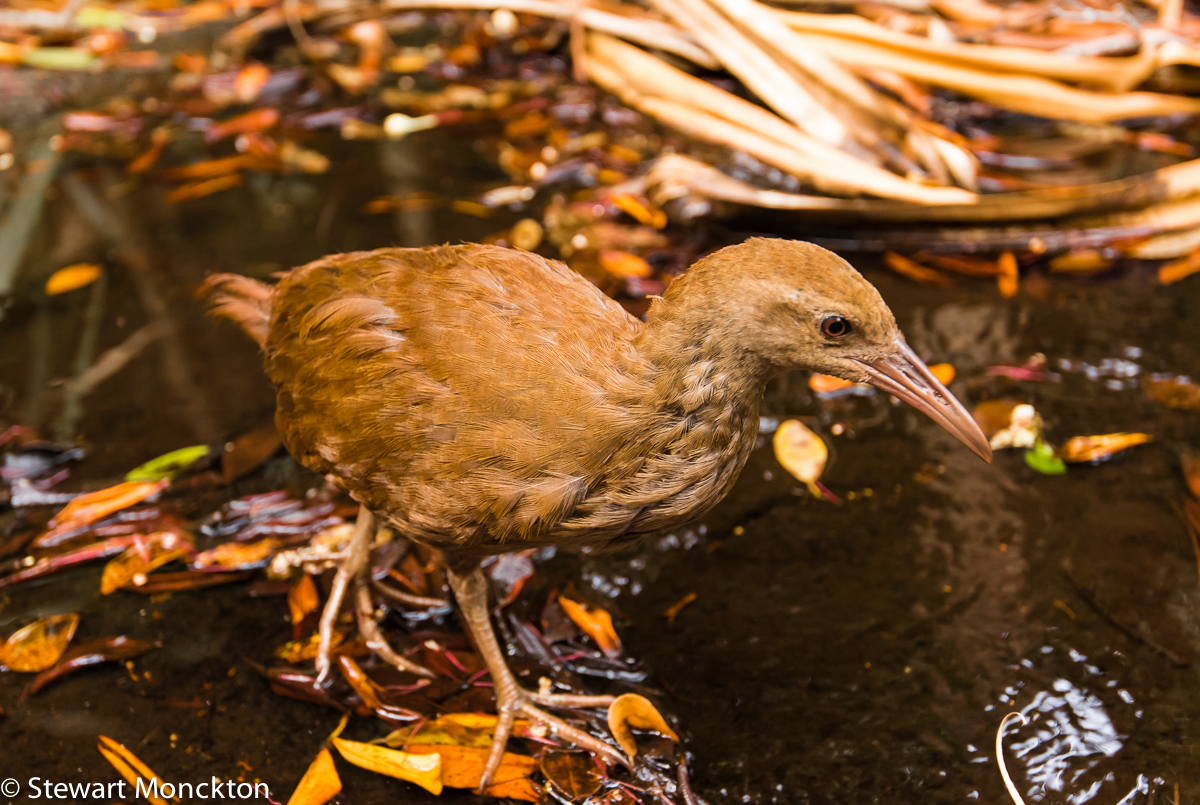 Paying Ready Attention - Photo Gallery: Wild Bird Wednesday 339 - Wood Hen