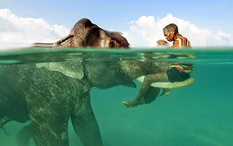 Andaman Island's Rajan : Ocean-Swimming Elephant - Unsolved Mysteries India