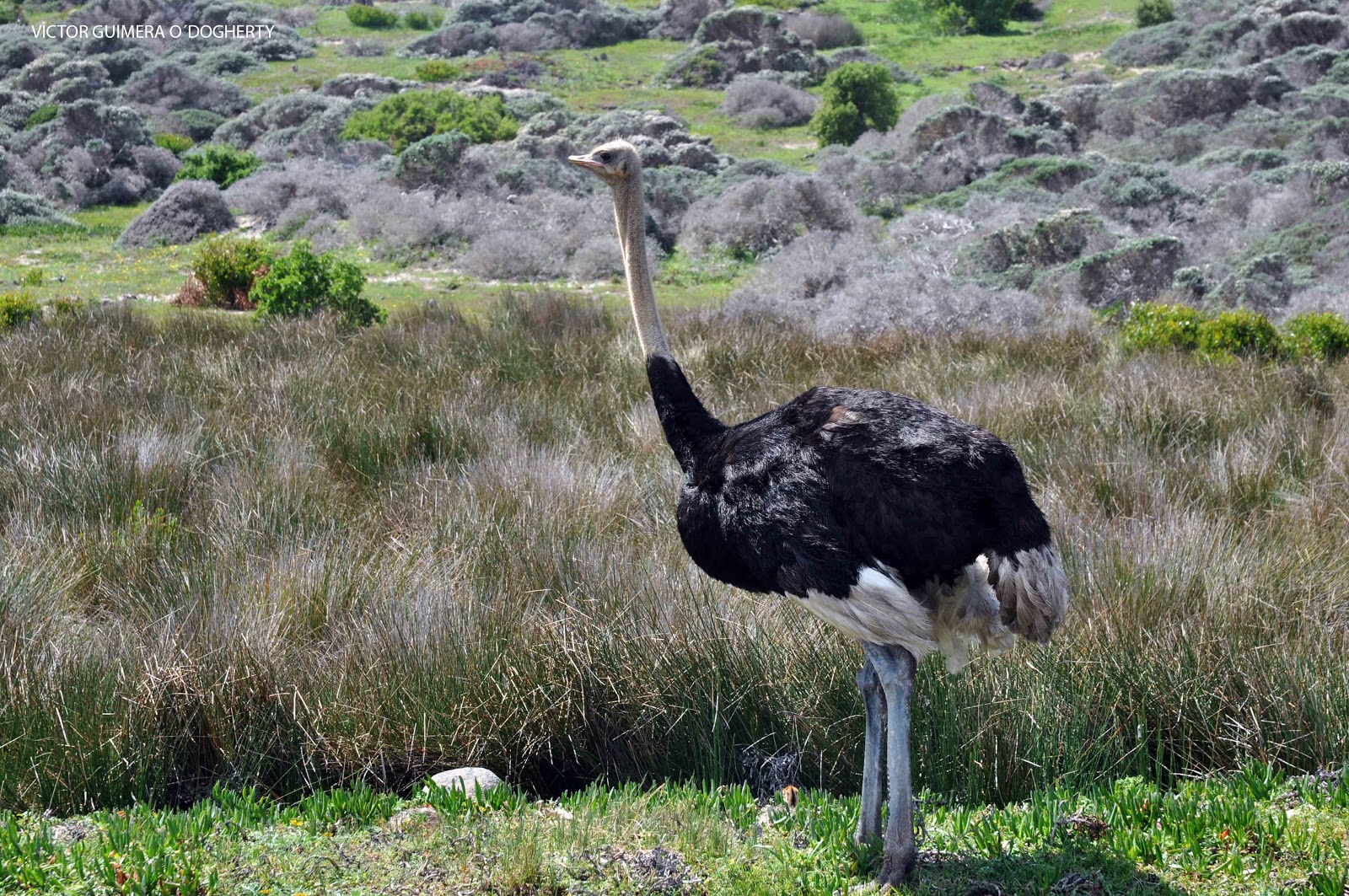 Mis imágenes de aves: COMENZAMOS CON EL AVESTRUZ