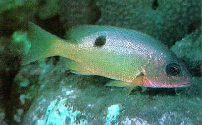 Regamtho blog: nama jenis-jenis ikan ekonomis penting dengan bahasa ...