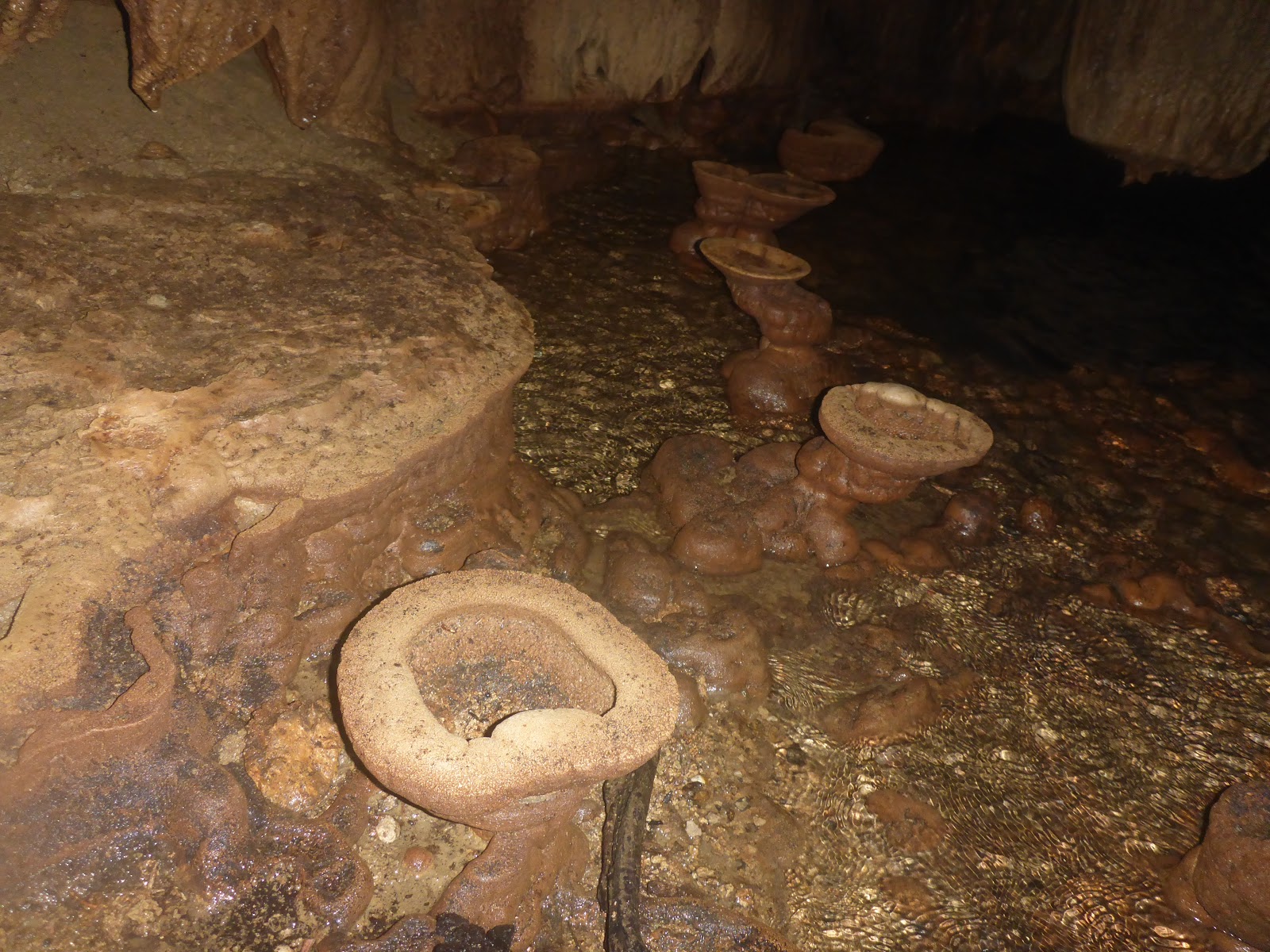 When submerged in the water, they look like toad stools.