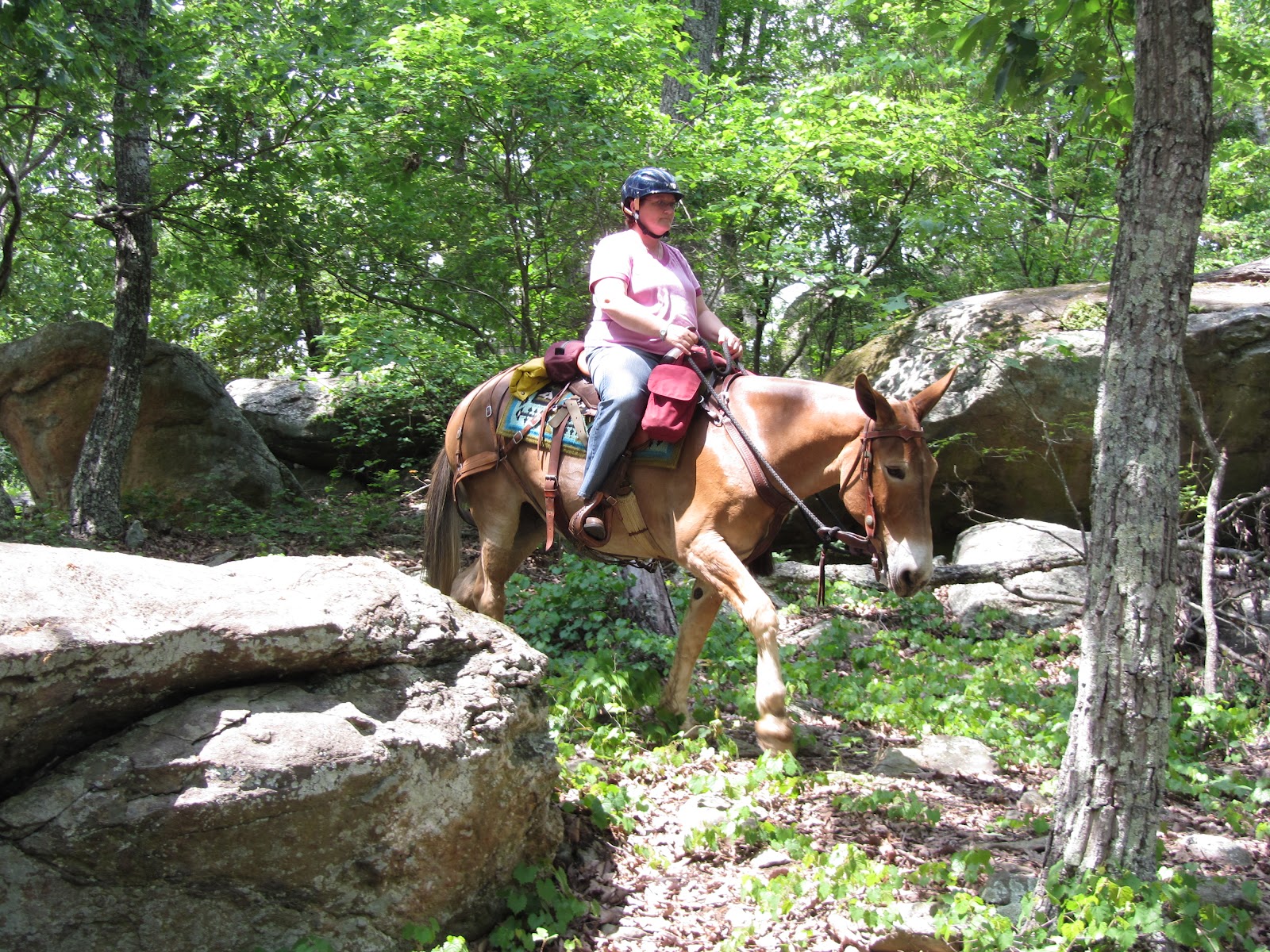 St.Clair Red Mule Farm -Mule & Donkey Adventures: Spring Uwharrie Mule ...