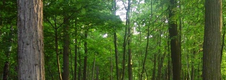 Ide Istimewa Kayu Sungkai Pohon, Yang Indah!