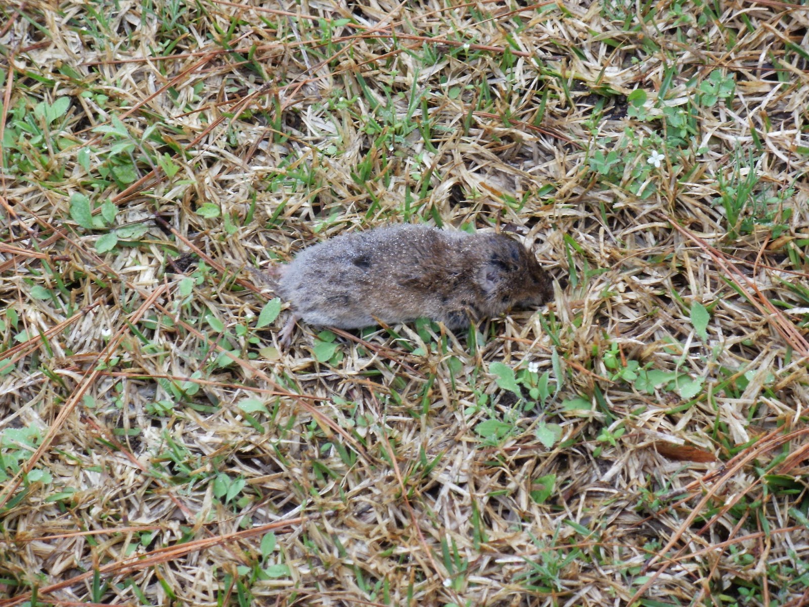 Central Louisiana Birding & Wildlife: The Woodland Vole