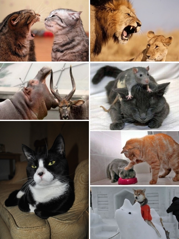 Animals who act "Like A Boss" ~ Hampix