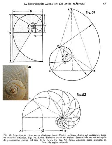 EL ARTE DEL DISEÑO: Seccion Aurea