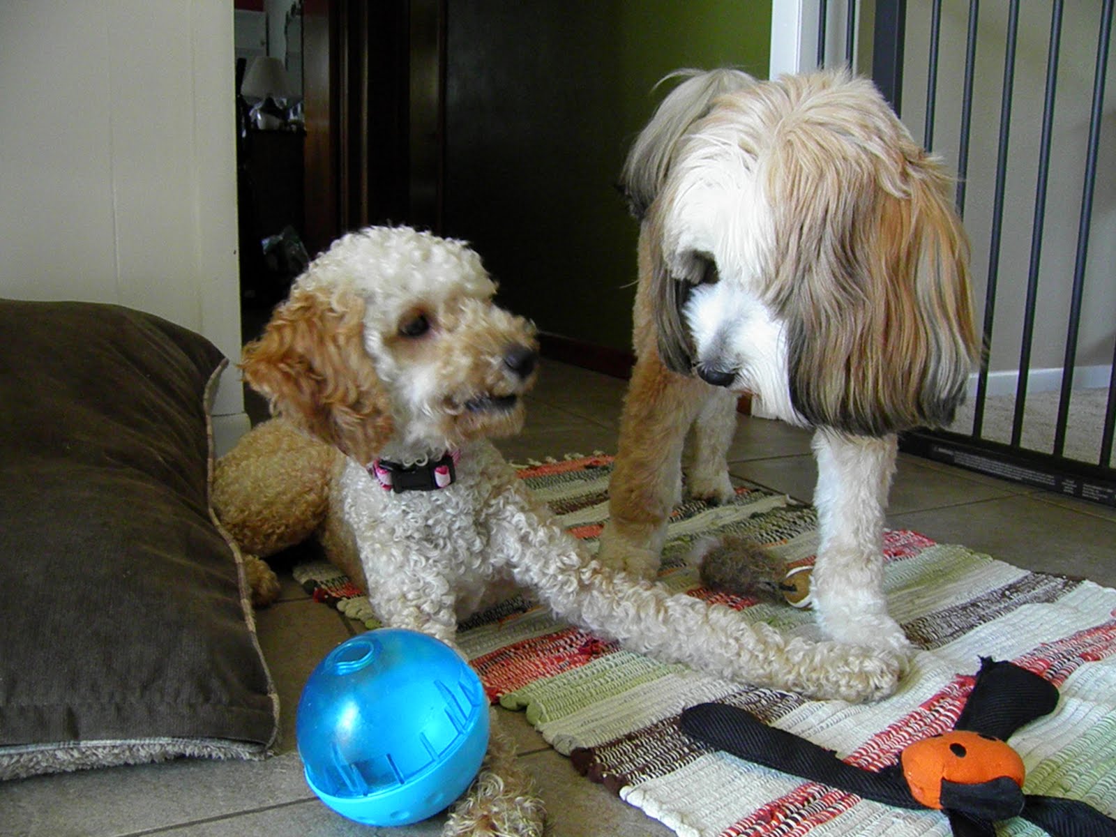 Just A Pup: Meet Poppy