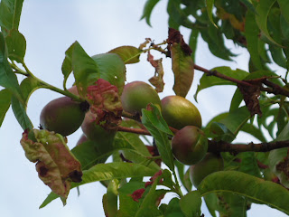 Pratos da Bela: Árvores de fruto entre outros II...