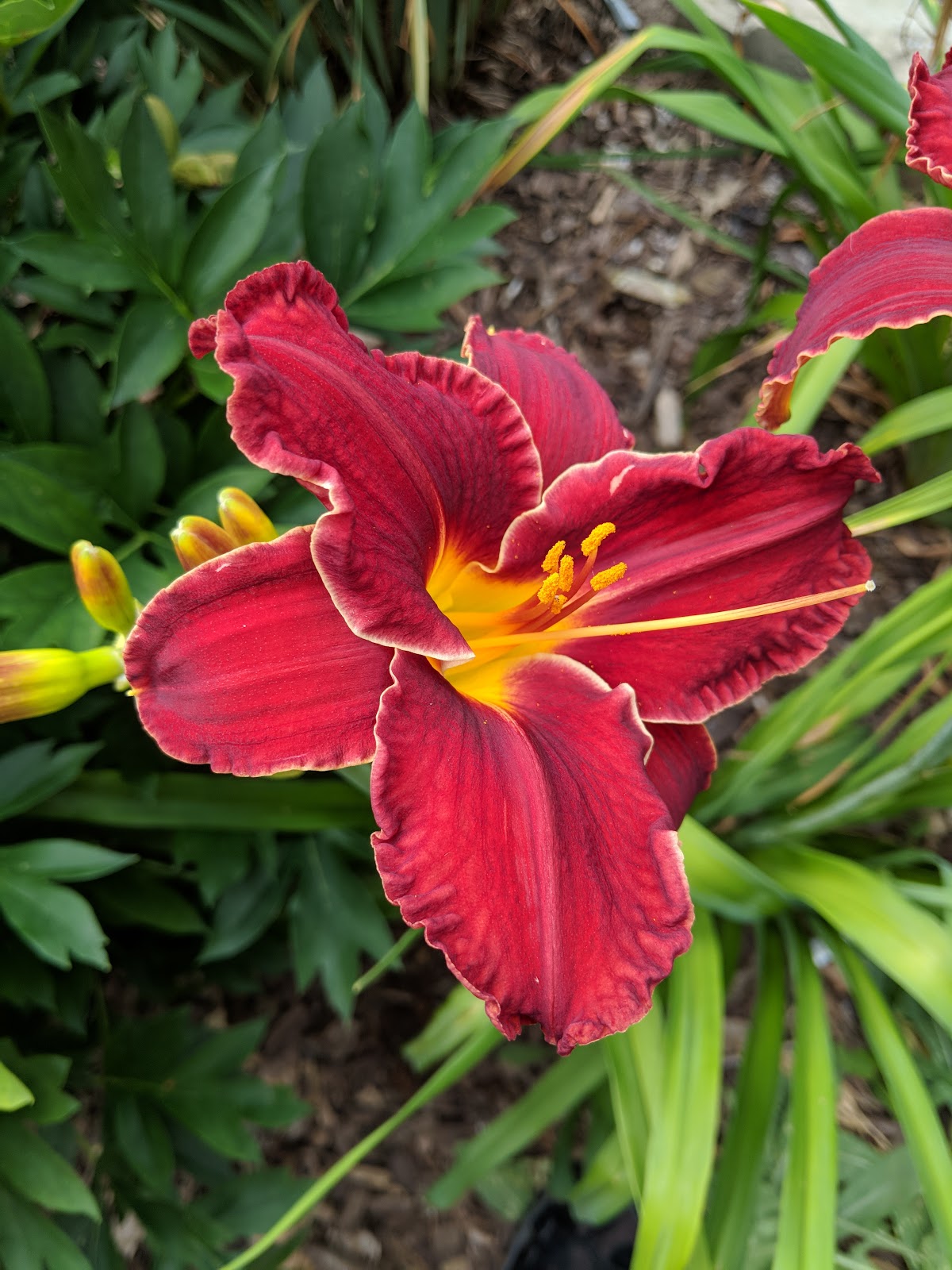 WildDakotaWoman TM: Red Oak House Garden Notes no. 46: Red, Red, Red