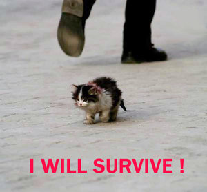 Canciones de Buen Rollo: I will survive