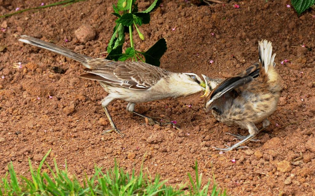 aves-es: Sabiá-do-campo(Mimus saturninus (Lichtenstein, 1823 ...