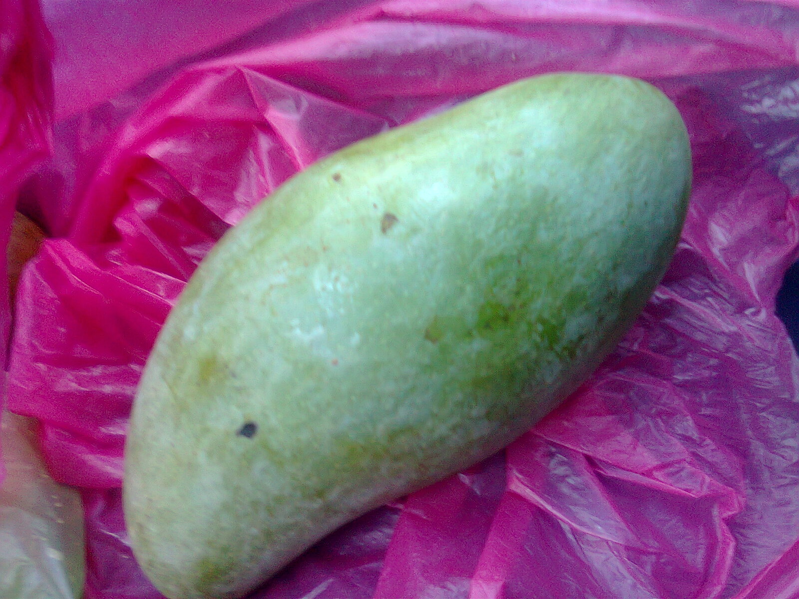 My Life My Words: Pelbagai jenis mempelam....