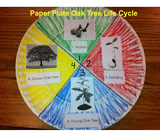 Mrs. Ross's Science Class: Oak Tree Life Cycle and Craftivity