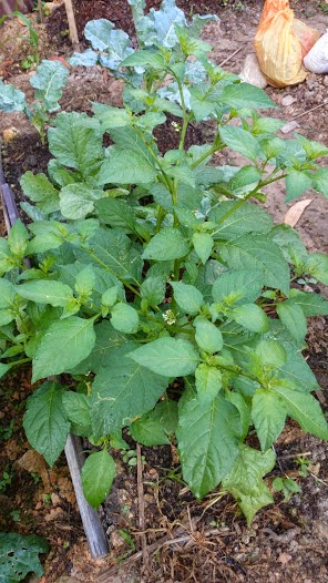 TUTAN HIJAU - Rangkuman Cara Bertanam Lengkap