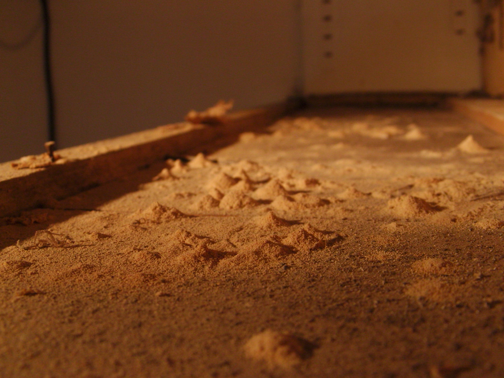 BLDGconservation: Common furniture beetle - Anobium punctatum