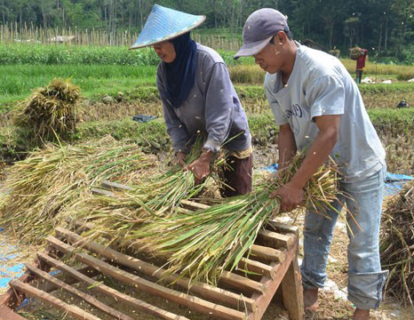 Inilah Beberapa Jenis Alat Perontok Padi Yang Sering Digunakan Petani ...