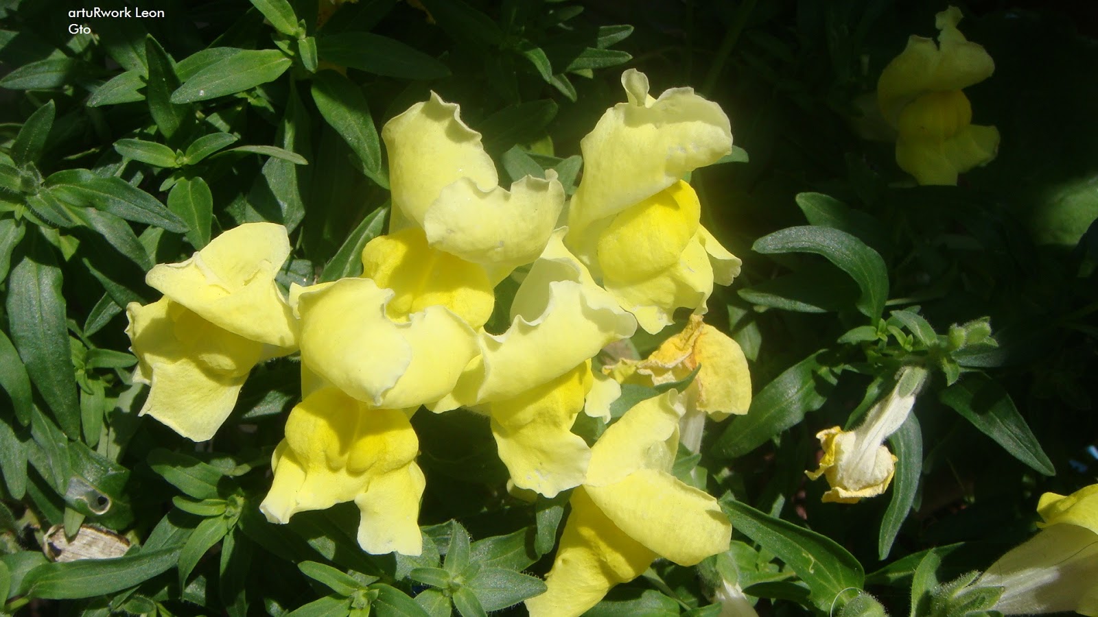 Jardin mexicano: Las flores de perrito amarillas en Leon Gto