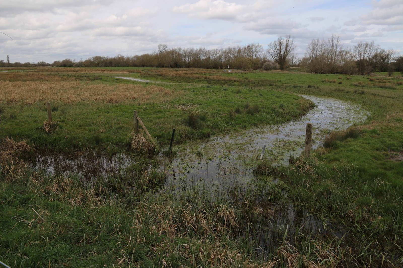 Nature in the Heart of England: Chimney Meadows: early spring beside ...