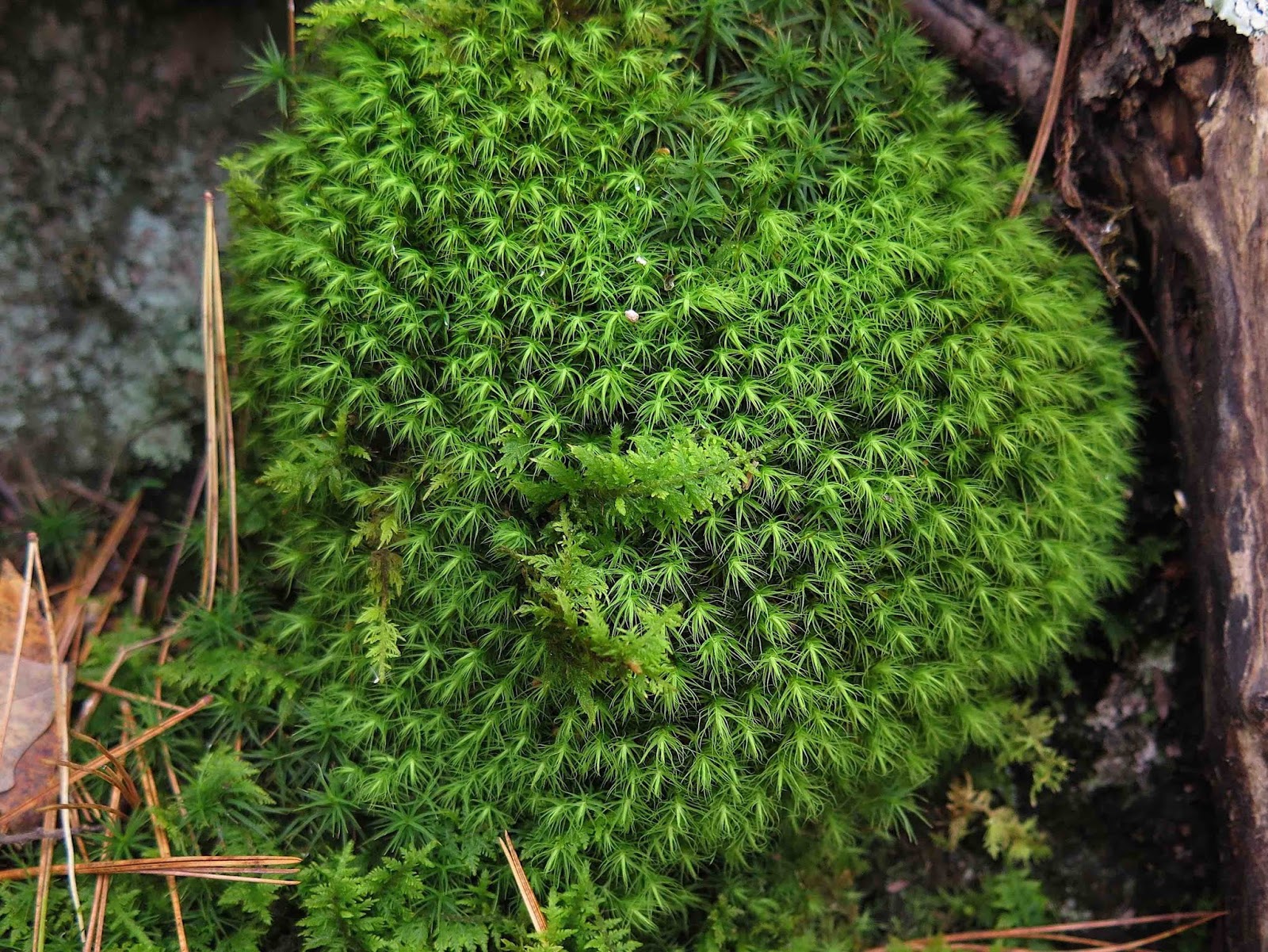 Saratoga woods and waterways: Along a Waterfall and Other Waterways