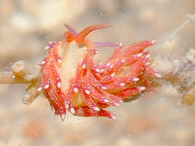 God's wonderful creation: Pretty creatures of Beting Bronok