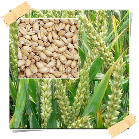 Jenis-Jenis Tanaman Gandum (Triticum spp) Berdasarkan Bentuk dan ...