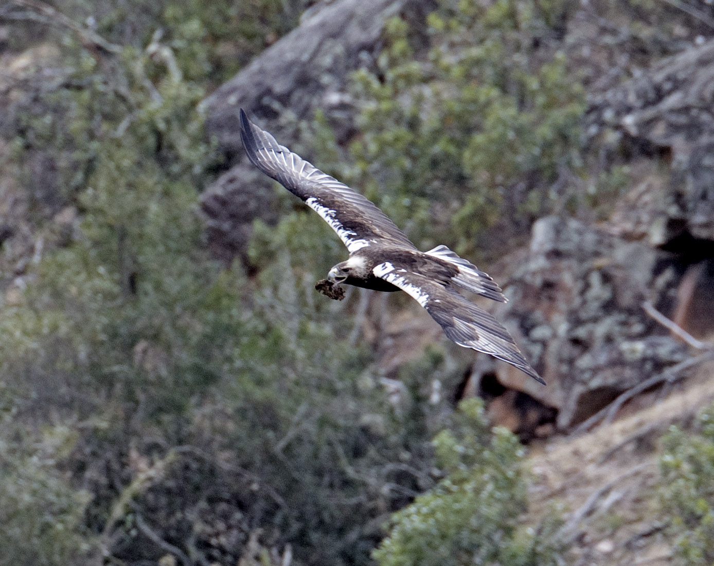 pewit: Spanish Imperial Eagle