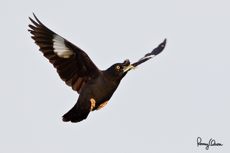 Romy Ocon's Wild Birds of the Philippines: Crested Myna in flight