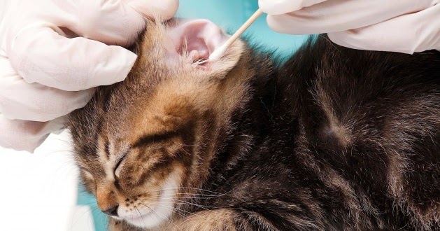 4 Cat Ear Problems and How to Treat Them