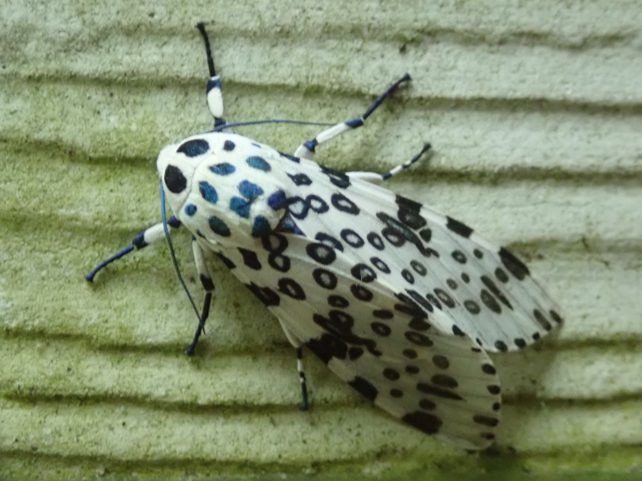 Springfield Plateau: Giant Leopard Moth