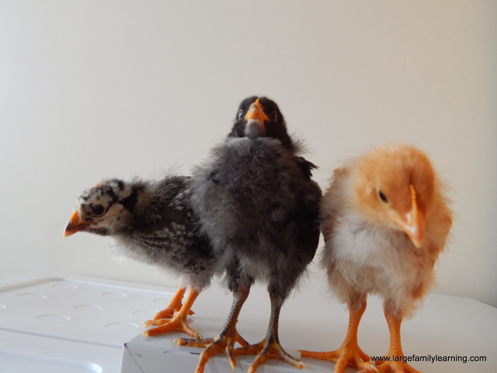 Large Family Learning : Raising Baby Chicks: 2 Weeks Old (Part 1)
