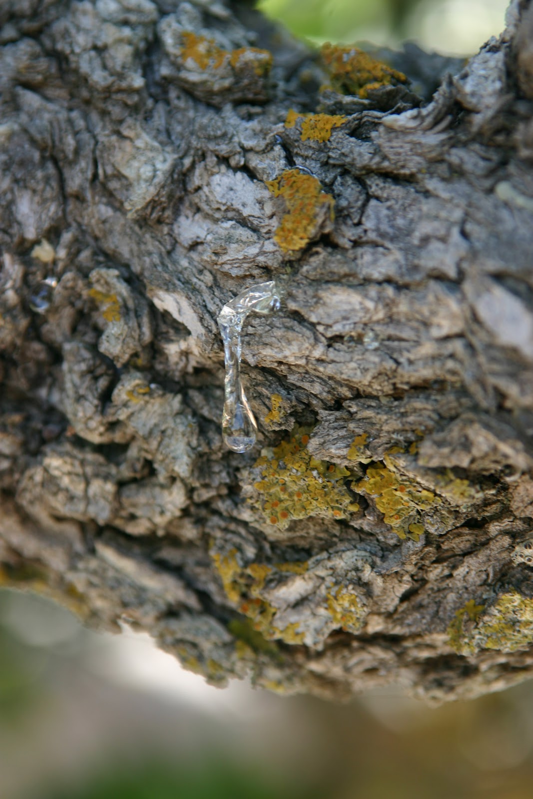 Athenee Importers: Mastiha Production - a fascinating process