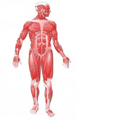 ATLAS CORPO HUMANO: MÚSCULOS