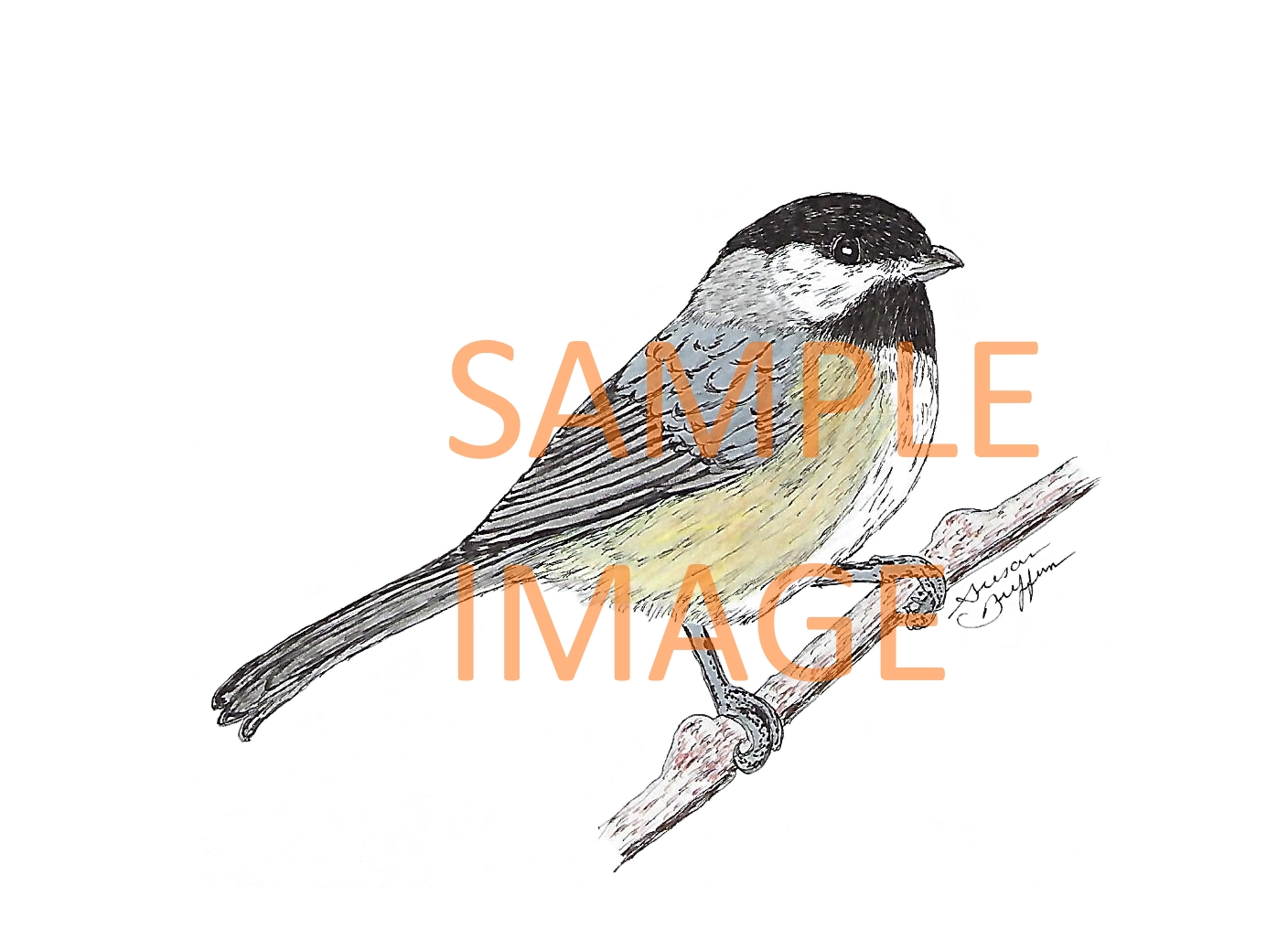 Susan Buffum- Author: Birds