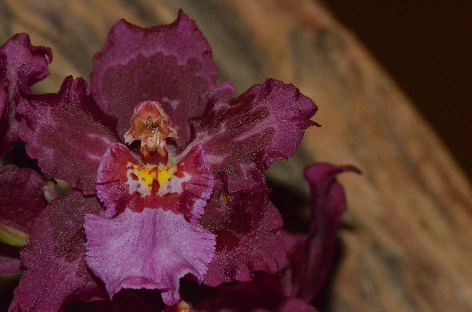 Sightings of a world traveler: Hamilton Orchid Show- Royal Botanical ...