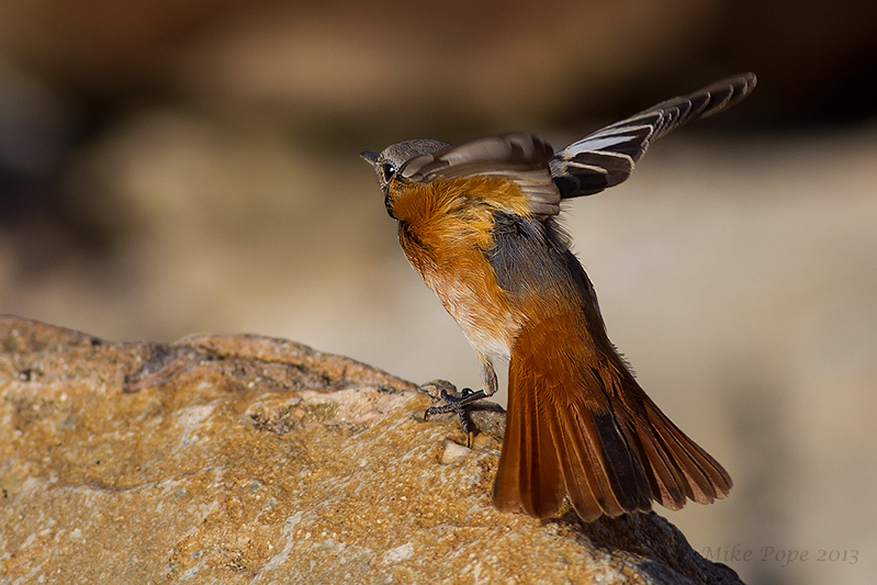 Kuwait Birding: Qaruh Island