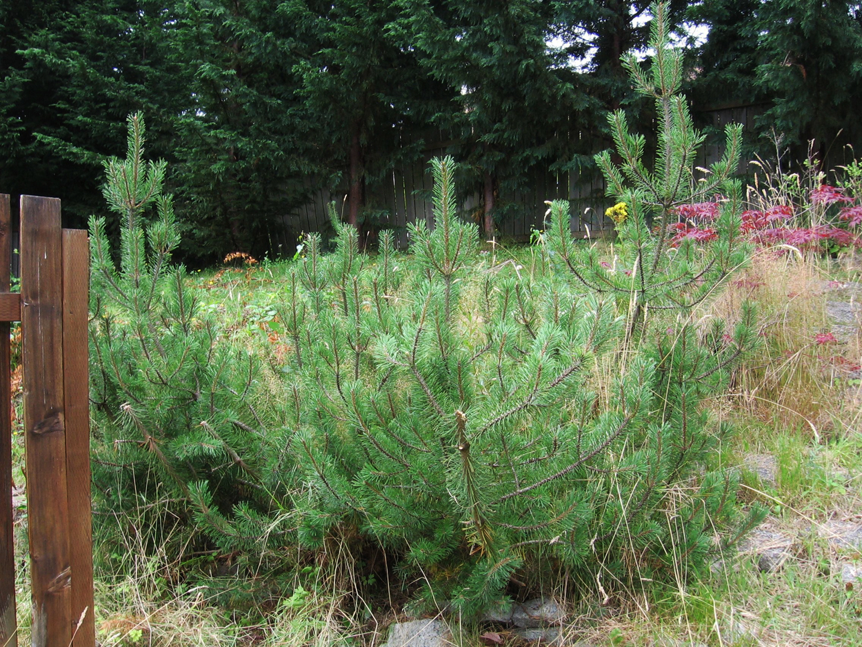 Pinus Ponderosa Wood Maceration