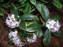 BUNGA-BUNGA SYURGA TUMBUH SUBUR DI MUKA BUMI INI | Sasteraku Duniaku